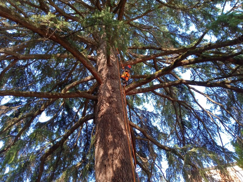 Il gran pino si torna a fare bello - Comune di Cavriago